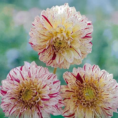 1球から30本前後の花が咲く！切花向き球根/[26年3月中下旬予約]ダリア：花霞（はながすみ）1球入り切花として人気のあるダリアの球根です。1球から30本以上の切花を楽しむことができます。ボーダーガーデンのやや手前への植え込みにもおすすめで...