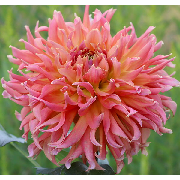 小型 秋田国際ダリア園 春植え球根球根/[26年3月中下旬予約]ダリアの球根：（中輪）マエストロ1球日本最大のダリア園「秋田国際ダリア園」から出荷された良質の球根です。いずれの球根も秋田国際ダリア園の代表であり著名な育種家でもある鷲澤氏のお...