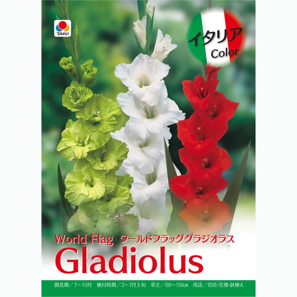 小型球根/[26年3月中下旬予約]グラジオラス：イタリアカラー3球入り（3色ミックス）夏の花壇を華やかに彩るグラジオラス。「イタリア」の国旗にちなんだ3色セットです。華やかな色の競演をお楽しみください。切花にもおすすめです。※使用品種は作付...