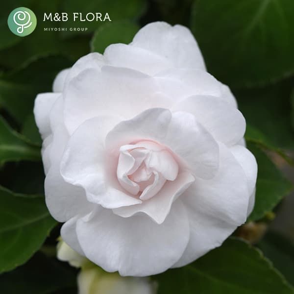 カリフォルニアローズ バラ咲き＆耐病性インパチェンス！草花の苗/[26年4月上旬予約]フィエスタ+Plus：ホワイト3号ポットカリフォルニアローズフィエスタはバラ咲き（八重咲き）のインパチェンス。四季咲きで花つきが旺盛です。半日陰でよく花を...