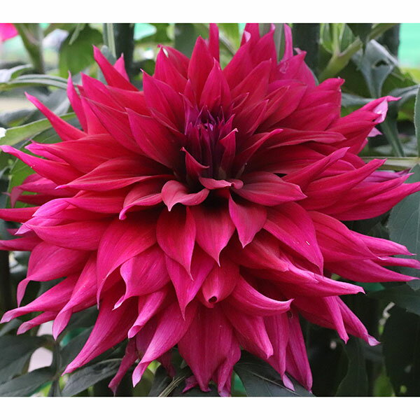 小型 秋田国際ダリア園球根/[26年3月中下旬予約]ダリアの球根：（大輪）青葉城1球日本最大のダリア園「秋田国際ダリア園」から出荷された良質の球根です。いずれの球根も秋田国際ダリア園の代表であり著名な育種家でもある鷲澤氏のおすすめ品種です。...