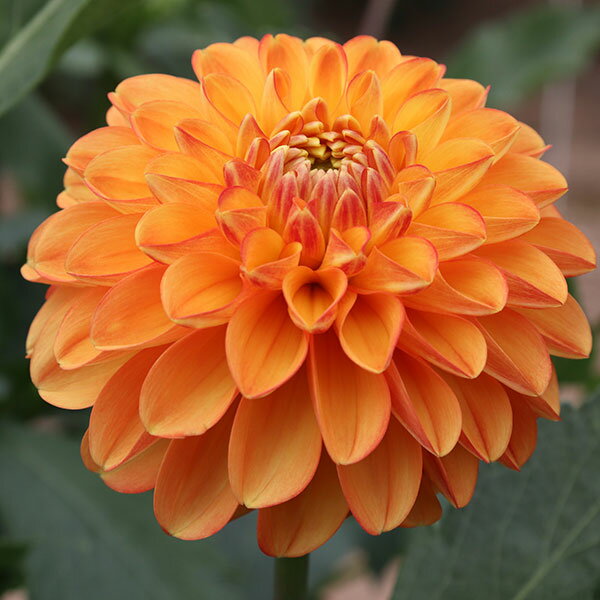 小型 秋田国際ダリア園球根/[26年3月中下旬予約]ダリアの球根：（小輪）オレンジスマイル1球日本最大のダリア園「秋田国際ダリア園」から出荷された良質の球根です。いずれの球根も秋田国際ダリア園の代表であり著名な育種家でもある鷲澤氏のおすすめ...