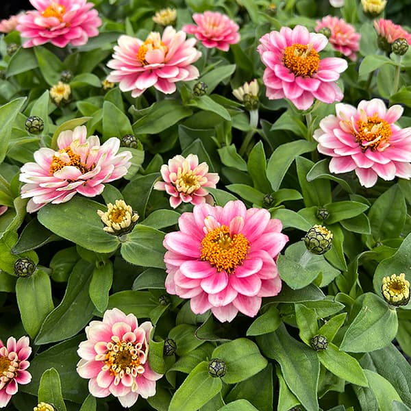 中輪の百日草 草丈20cmと低く、 花壇、鉢植えに最適草花の苗/[26年5月中下旬予約]ジニア：ベリーズ ピンクラグーン3.5号ポットベリーズは、暑さや乾燥に強いハイブリッドジニアのシリーズで、セミダブル（半八重）咲き品種です。従来種に比べ...