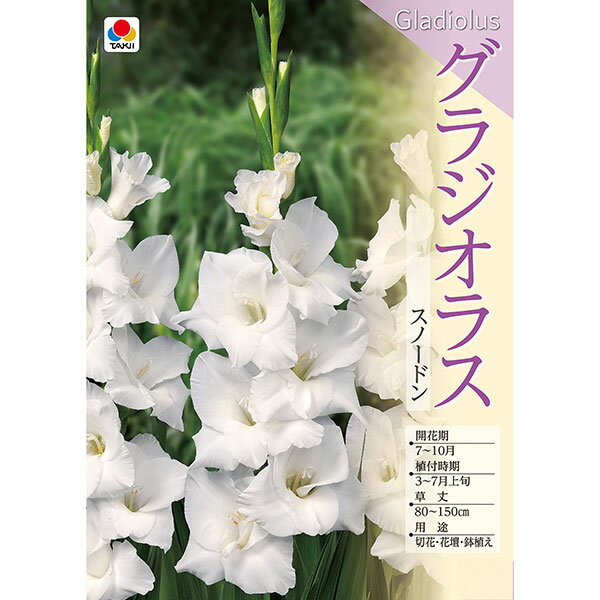 小型球根/[26年3月中下旬予約]グラジオラス：スノードン 5球入り夏の花壇を華やかに彩ってくれるグラジオラス。「スノードン」は白品種の中では比較的病気に強い品種です。切花にもおすすめ。タイプ：アヤメ科トウショウブ属の多年草（球根植物）植付...
