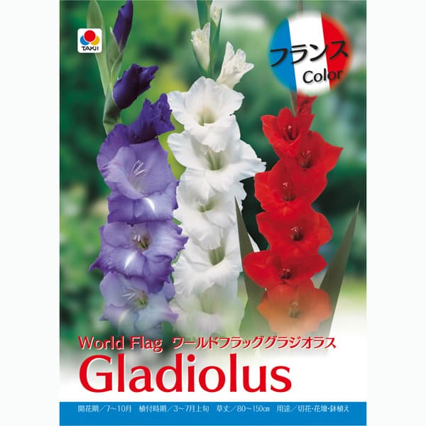 小型球根/[26年3月中下旬予約]グラジオラス：フランスカラー3球入り（3色ミックス）夏の花壇を華やかに彩るグラジオラス。「フランス」の国旗にちなんだ3色セットです。華やかな色の競演をお楽しみください。切花にもおすすめです。※使用品種は作付...