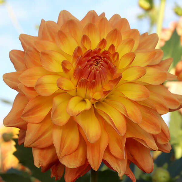 小型 秋田国際ダリア園球根/[26年3月中下旬予約]ダリアの球根：（中大輪）タカラジェンヌ1球日本最大のダリア園「秋田国際ダリア園」から出荷された良質の球根です。いずれの球根も秋田国際ダリア園の代表であり著名な育種家でもある鷲澤氏のおすすめ...