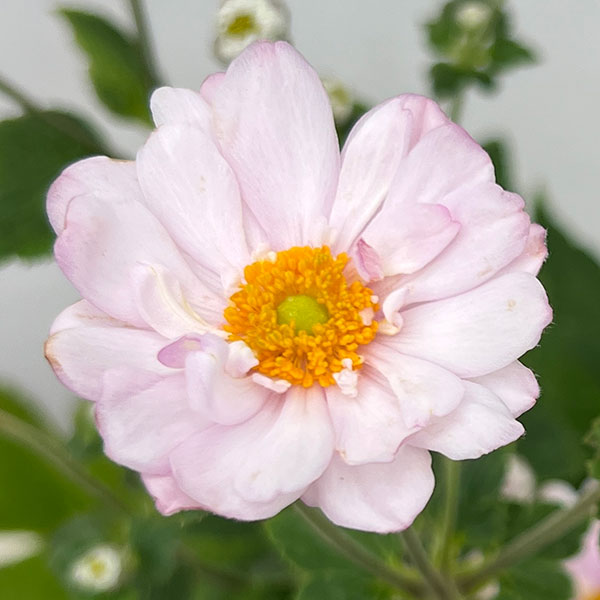2025年NEW！[26年8月下旬予約]シュウメイギク（秋明菊）：ももね5号鉢植え秋の花として人気のシュウメイギク（秋明菊）。ももねは優しいピンク色の花が幾重にも重なり、可憐な雰囲気を漂わせる品種です。タイプキンポウゲ科アネモネ属の耐寒性多...
