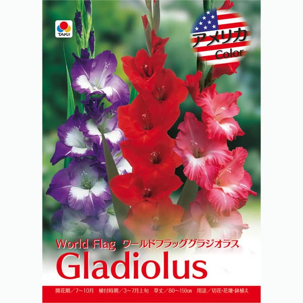 小型球根/[26年3月中下旬予約]グラジオラス：アメリカカラー3球入り（3色ミックス）夏の花壇を華やかに彩るグラジオラス。「アメリカ」の国旗にちなんだ3色セットです。華やかな色の競演をお楽しみください。切花にもおすすめです。※使用品種は作付...