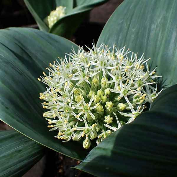 小型 5月開花 草丈15cm アイボリーの花が青緑の葉に映える 秋植え球根植物球根/[26年9月中下旬予約]アリウム：カラタビエンセ アイボリークイーン 1球通常のアリウム白花タイプは、花の時期には葉が褐色に変わってしまうものでしたが、「ア...
