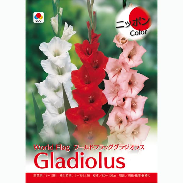 小型球根/[26年3月中下旬予約]グラジオラス：ニッポンカラー3球入り（3色ミックス）夏の花壇を華やかに彩るグラジオラス。「ニッポン」の国旗にちなんだ3色セットです。華やかな色の競演をお楽しみください。切花にもおすすめです。※使用品種は作付...