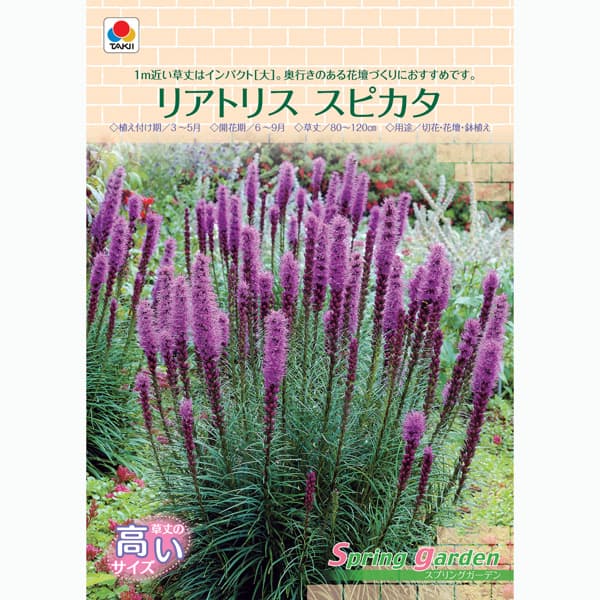 小型球根/[26年3月中下旬予約]リアトリス：スピカタ（紫）10球入り植えっぱなしでも大丈夫！「リアトリス」は北アメリカ原産の寒さに強い宿根草です。別名はキリンギク（麒麟菊）。初夏から夏に、スラリとした美しい花穂を伸ばし、穂先から下へ順々に...