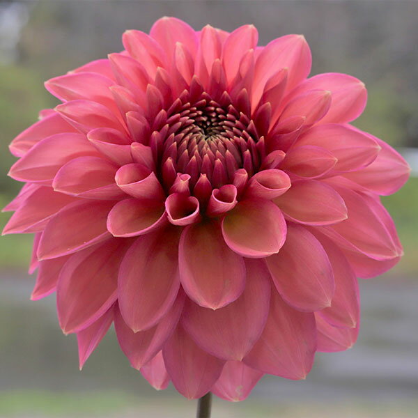 小型 秋田国際ダリア園 春植え球根球根/[26年3月中下旬予約]ダリアの球根：（中輪）コーラルルージュ1球日本最大のダリア園「秋田国際ダリア園」から出荷された良質の球根です。いずれの球根も秋田国際ダリア園の代表であり著名な育種家でもある鷲澤...