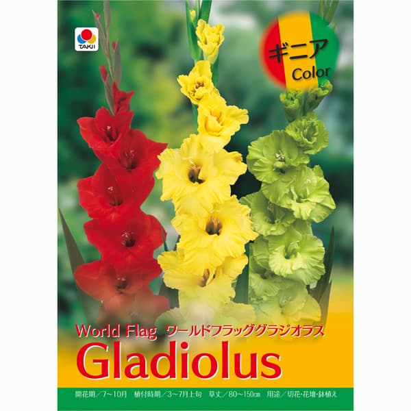 小型球根/[26年3月中下旬予約]グラジオラス：ギニアカラー3球入り（3色ミックス）夏の花壇を華やかに彩るグラジオラス。「ギニア」の国旗にちなんだ3色セットです。華やかな色の競演をお楽しみください。切花にもおすすめです。※使用品種は作付けに...