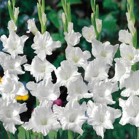 春植え球根球根/[26年3月中下旬予約]グラジオラス：常陸はつゆき（ひたちはつゆき）5球入り夏の花壇を華やかに彩ってくれるグラジオラス。原種の交配や品種改が重ねられ、多彩な色あわせでガーデンの奥行きを演出します。華やかな色の競演をお楽しみく...