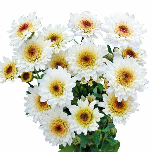 切花に 12月から1月に咲くキクの苗 毎年開花する耐寒性多年草草花の苗/[26年6月中下旬予約]寒菊八重小菊：おぼろ月（白系）2.5号ポット寒菊は12月〜1月に開花する菊です。寒さに強く育ていやすい品種です。切り花、お供え、仏花にご利用くだ...