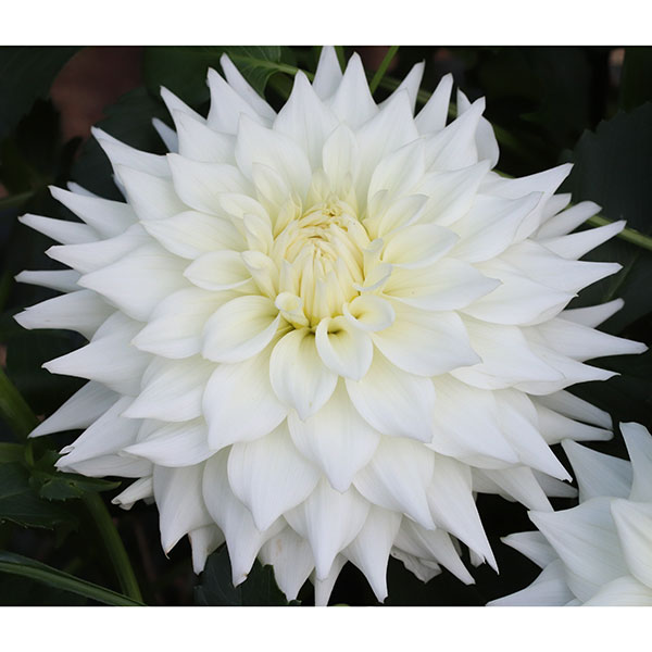 小型 秋田国際ダリア園 春植え球根球根/[26年3月中下旬予約]ダリアの球根：（中大輪）結晶1球日本最大のダリア園「秋田国際ダリア園」から出荷された良質の球根です。いずれの球根も秋田国際ダリア園の代表であり著名な育種家でもある鷲澤氏のおすす...