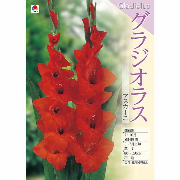 小型球根/[26年3月中下旬予約]グラジオラス：マスカーニ 5球入り夏の花壇を華やかに彩ってくれるグラジオラス。「マスカーニ」は鮮やかな赤色の早生タイプ。ロングセラー品種です。タイプ：アヤメ科トウショウブ属の多年草（球根植物）植付け適期：3...