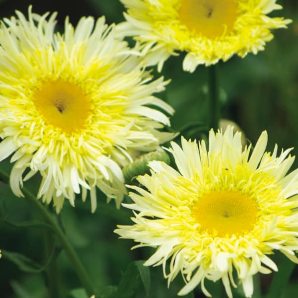 5〜7月開花 ライトイエローのレウカンセマム 寒さに強い宿根草草花の苗/[26年4月上旬予約]シャスターデージー：ゴールドラッシュ3.5号ポットレウカンセマムはコンパクトな株に大輪の花を咲かせるキク科の宿根草です。ボーダー花壇、プランター植...