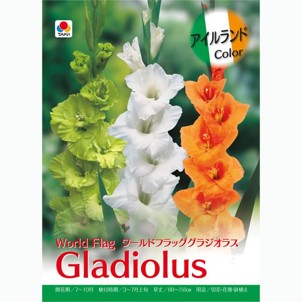 小型球根/[26年3月中下旬予約]グラジオラス：アイルランドカラー3球入り（3色ミックス）夏の花壇を華やかに彩るグラジオラス。「アイルランド」の国旗にちなんだ3色セットです。華やかな色の競演をお楽しみください。切花にもおすすめです。※使用品...
