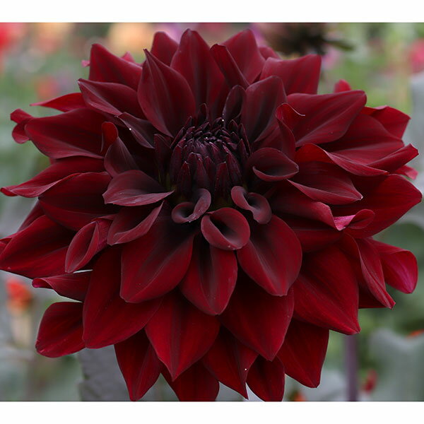 小型 秋田国際ダリア園 春植え球根球根/[26年3月中下旬予約]ダリアの球根：（中大輪）夜風1球日本最大のダリア園「秋田国際ダリア園」から出荷された良質の球根です。いずれの球根も秋田国際ダリア園の代表であり著名な育種家でもある鷲澤氏のおすす...