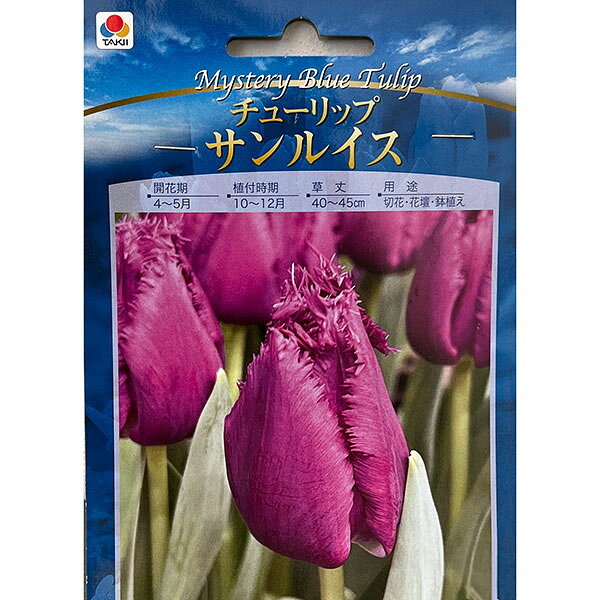 小型 フリンジ咲き 秋植え球根球根/[26年9月中下旬予約]チューリップ：サンルイス 4球入り（FL）スッキリとした紫色のフリンジ咲きチューリップ。品があり優しい印象を受ける品種です。植え付け適期10-12月草丈40-45cm花期4-5月用...