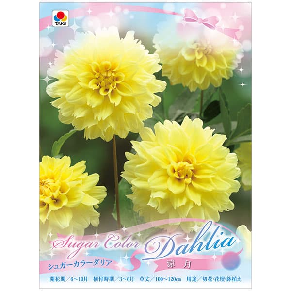 小型球根/[26年3月中下旬予約]ダリア：シュガーカラーダリア 涼月（りょうげつ）1球入り人気のダリアの球根です。「涼月」は爽やかな黄色のボール咲き品種。砂糖菓子のような優しい色合いです。タイプ：キク科の非耐寒性球根植物植付け適期：3-6月...