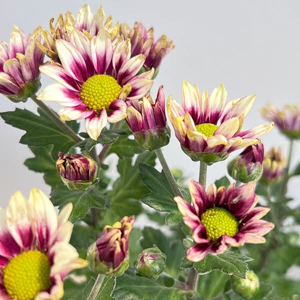 草花の苗/[26年8月下旬予約]夏秋咲き電照菊（花付き菊苗）：ドロシー4号ポット通常5〜7月に咲く菊を、電照して開花時期を後ろにずらし、8月中旬から咲いた状態となります。すぐに飾れます。今年は鉢植えで花をお楽しみいただき、花後に庭や花壇に植...