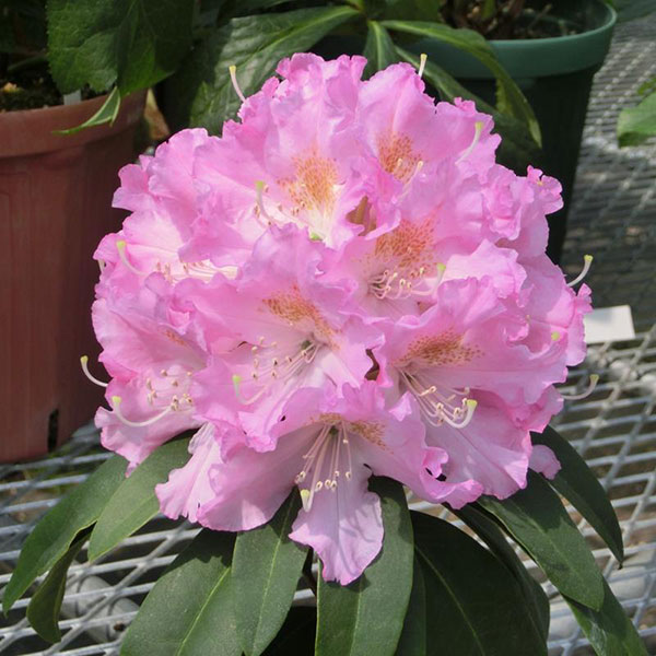 透明感のあるローズピンクの美しい花 庭植え向き 石楠花花木 庭木の苗/[26年9月中下旬予約]西洋シャクナゲ：ビューティーエンプレス3.5号ポットシャクナゲはツツジと同じく、約800種もあるといわれるロードデンドロン属で、日本には古来から豊...