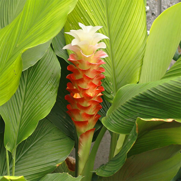 小型 夏に咲く南国の花！春植え球根球根/[26年3月中下旬予約]クルクマ：トロピカル マニーサイアム 1球入りクルクマはインド〜タイ原産の熱帯植物。国内では鉢花として親しまれていましたが、花壇に植えると夏から10月頃まで次々に開花し、1つの...