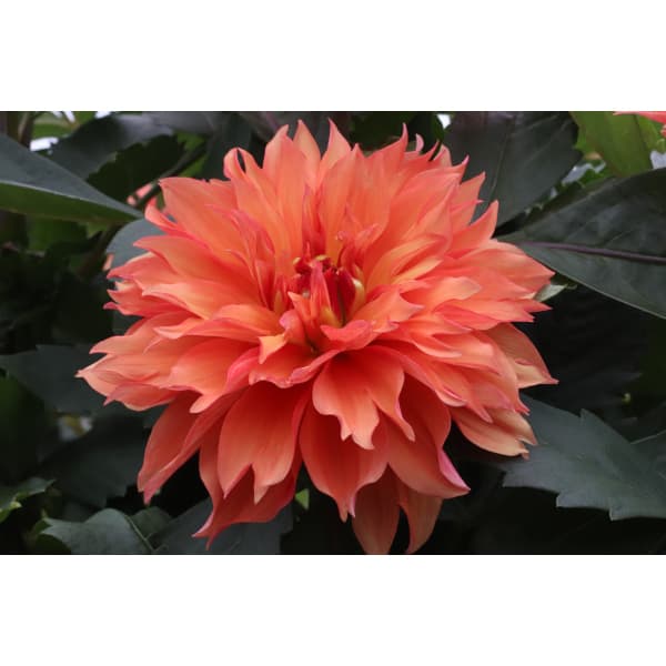 小型 秋田国際ダリア園 春植え球根球根/[26年3月中下旬予約]ダリアの球根：（中大輪）奏（かなで）1球日本最大のダリア園「秋田国際ダリア園」から出荷された良質の球根です。いずれの球根も秋田国際ダリア園の代表であり著名な育種家でもある鷲澤氏...