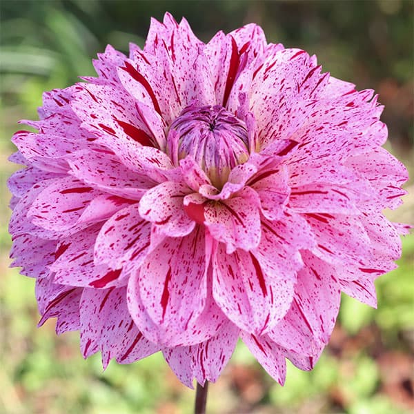 小型 秋田国際ダリア園 春植え球根球根/[26年3月中下旬予約]ダリアの球根：（中大輪）時の砂1球日本最大のダリア園「秋田国際ダリア園」から出荷された良質の球根です。いずれの球根も秋田国際ダリア園の代表であり著名な育種家でもある鷲澤氏のおす...