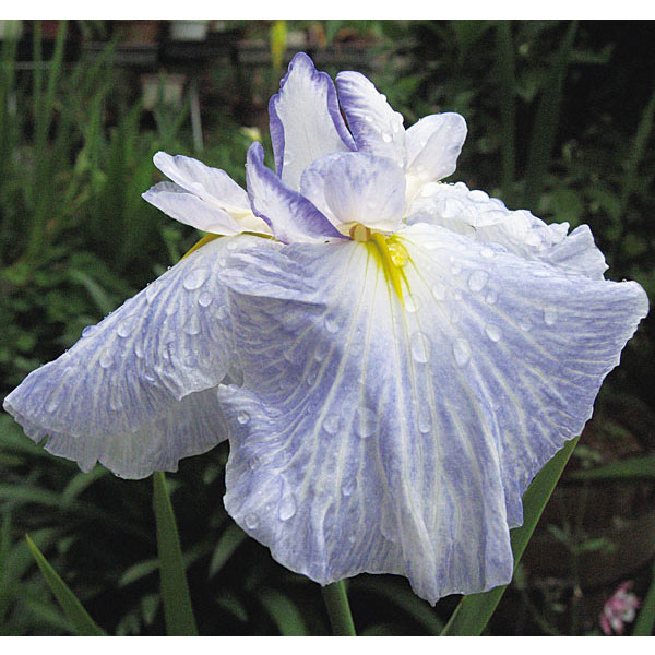 伊勢系 鉢植え・庭植えで栽培できる 洗練された色彩が美しい草花の苗/[26年4月上旬予約]ハナショウブ(花菖蒲)：青水巴（アオスイハ）4号ポット洗練された色彩が美しい花菖蒲（ハナショウブ）。アヤメ科の多年生植物で、水辺に生え5〜6月に大きな...