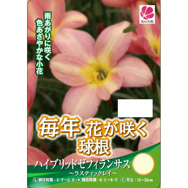 小型 毎年花が咲く球根植物 レインリリー タマスダレの仲間 春植え球根球根/[26年3月中下旬予約]ハイブリッドゼフィランサス：ラスティックレイ4球入りゼフィランサスは南米原産の球根植物。レインリリーとも呼ばれていて、雨後の翌日には花弁が伸...