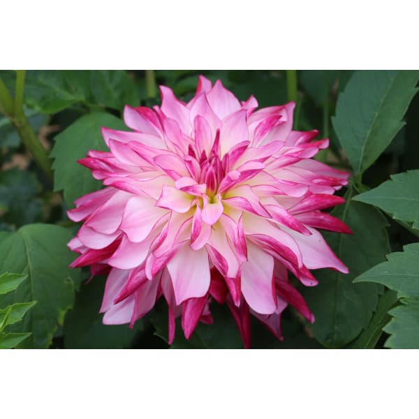 小型 秋田国際ダリア園球根/[26年3月中下旬予約]ダリアの球根：（中小輪）ブライトスター1球日本最大のダリア園「秋田国際ダリア園」から出荷された良質の球根です。いずれの球根も秋田国際ダリア園の代表であり著名な育種家でもある鷲澤氏のおすすめ...