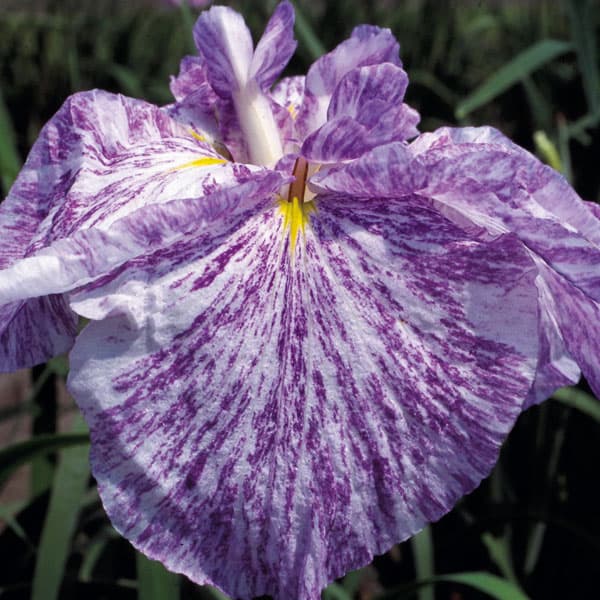 肥後系 鉢植え・庭植え 江戸時代から栽培される風雅な多年草草花の苗/[26年4月上旬予約]ハナショウブ(花菖蒲)：七福神（シチフクジンン）4号ポット洗練された色彩が美しい花菖蒲（ハナショウブ）。アヤメ科の多年生植物で、水辺に生え5〜6月に大...