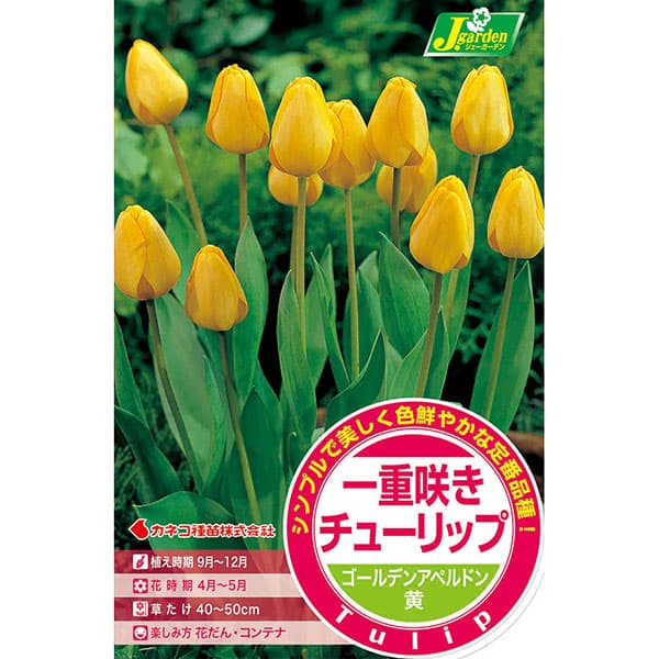 小型 秋植え球根 ダーウィン・ハイブリッド系球根/[26年9月中下旬予約]チューリップ（単色咲き）：ゴールデンアペルドン4球入り（DH）他の花とも合わせやすい定番の単色咲きチューリップ。「ゴールデンアペルドン」はシンプルで美しい黄色の一重咲...