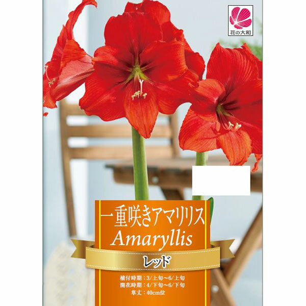 小型 春植え球根球根/[26年3月中下旬予約]一重咲きアマリリス：レッド1球春の球根の王様と言われるアマリリス。シンプルな一重咲きの品種です。※個体差により色幅が生じる場合がありますタイプ：ヒガンバナ科の半耐寒性球根植物植付け適期：3-6月...
