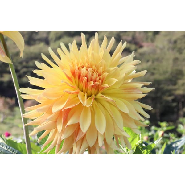 小型 秋田国際ダリア園球根/[26年3月中下旬予約]ダリアの球根：（巨大輪）黄河1球日本最大のダリア園「秋田国際ダリア園」から出荷された良質の球根です。いずれの球根も秋田国際ダリア園の代表であり著名な育種家でもある鷲澤氏のおすすめ品種です。...