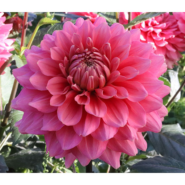 小型 秋田国際ダリア園球根/[26年3月中下旬予約]ダリアの球根：（中輪）アリア1球日本最大のダリア園「秋田国際ダリア園」から出荷された良質の球根です。いずれの球根も秋田国際ダリア園の代表であり著名な育種家でもある鷲澤氏のおすすめ品種です。...