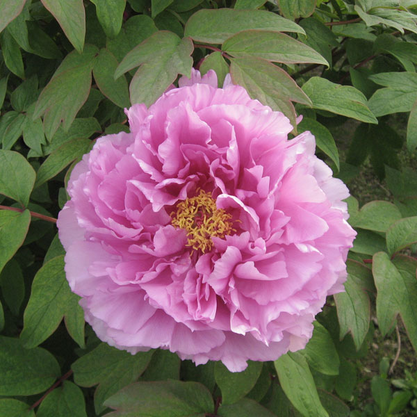 4月〜5月開花 紫系千重中輪種花木 庭木の苗/[26年9月中下旬予約]牡丹（ぼたん）：鎌田藤（かまたふじ）2〜3年生苗 6号ポット立てば芍薬、座れば牡丹と歌われ、美人の形容で親しまれる高貴な花。欧米では花壇用、切花用に大人気です。中でも豊か...