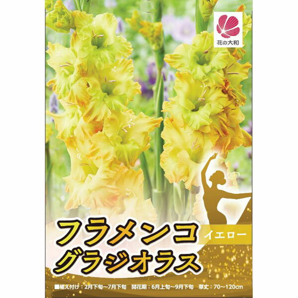小型 春植え球根球根/[26年3月中下旬予約]グラジオラス：フラメンコ・イエロー 4球入り夏の花壇を華やかに彩ってくれるグラジオラス。原種の交配や品種改が重ねられ、多彩な色あわせでガーデンの奥行きを演出します。華やかな色の競演をお楽しみくだ...