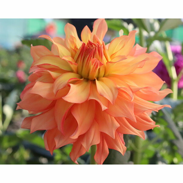 小型 秋田国際ダリア園球根/[26年3月中下旬予約]ダリアの球根：（中輪）陽翼（ひよく）1球日本最大のダリア園「秋田国際ダリア園」から出荷された良質の球根です。いずれの球根も秋田国際ダリア園の代表であり著名な育種家でもある鷲澤氏のおすすめ品...