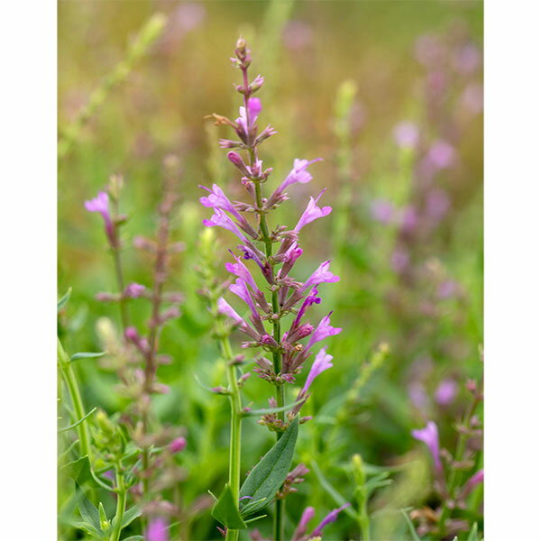 爽やかな香り！ポプリやドライフラワーにも草花の苗/[26年3月中下旬予約]アガスターシェ：アロマブーケ ピンク「アガスターシェ アロマブーケ」は、シソ科の魅力あふれる花苗で、爽やかな香りの葉とカラフルな花穂が初年度から楽しめる園芸品種です。...
