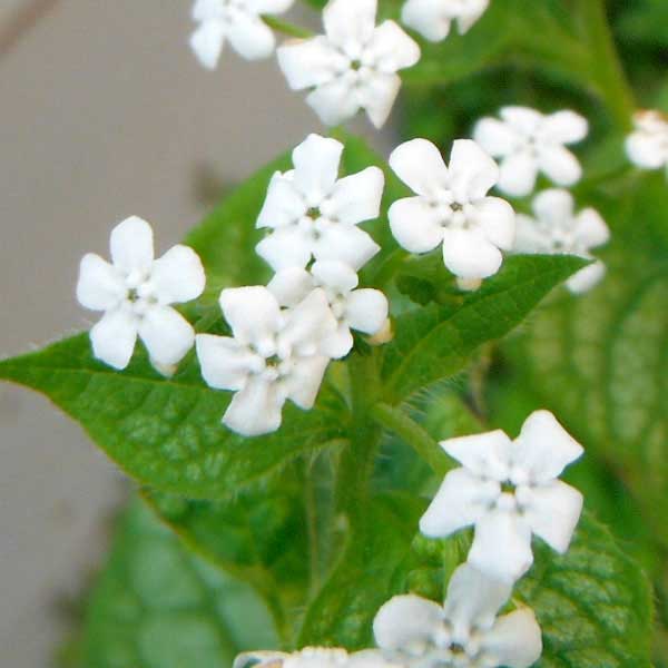 シルバーリーフが美しい日陰の宿根草 宿根草草花の苗/[26年9月中下旬予約]ブルンネラ：マクロフィラ ミスターモース3.5号ポット（メリクロン苗）ブルンネラは半日陰から日陰のボーダー花壇に向き、樹木の下草としても利用できる耐寒性宿根草です。...