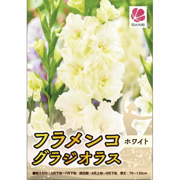小型 春植え球根球根/[26年3月中下旬予約]グラジオラス：フラメンコ・ホワイト 4球入り夏の花壇を華やかに彩ってくれるグラジオラス。原種の交配や品種改が重ねられ、多彩な色あわせでガーデンの奥行きを演出します。華やかな色の競演をお楽しみくだ...