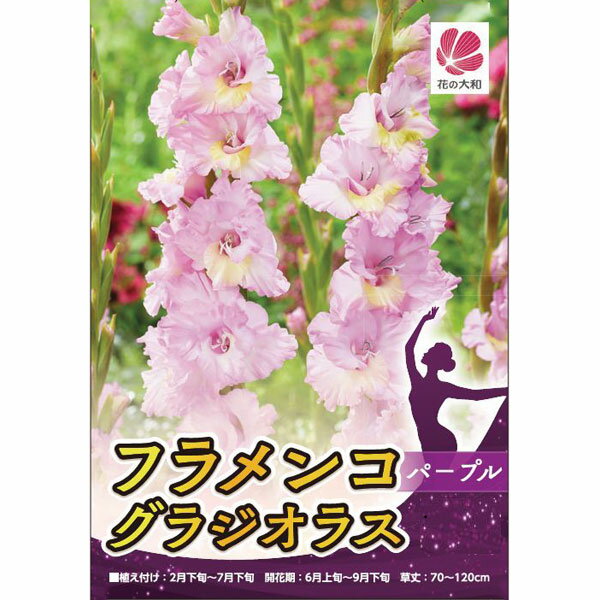 小型 春植え球根球根/[26年3月中下旬予約]グラジオラス：フラメンコ・パ−プル 4球入り夏の花壇を華やかに彩ってくれるグラジオラス。原種の交配や品種改が重ねられ、多彩な色あわせでガーデンの奥行きを演出します。華やかな色の競演をお楽しみくだ...