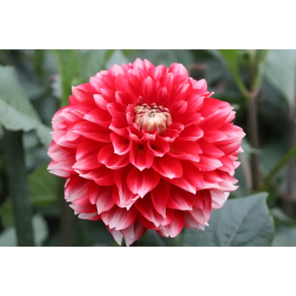 小型 秋田国際ダリア園球根/[26年3月中下旬予約]ダリアの球根：（中小輪）心絵（こころえ）1球日本最大のダリア園「秋田国際ダリア園」から出荷された良質の球根です。いずれの球根も秋田国際ダリア園の代表であり著名な育種家でもある鷲澤氏のおすす...