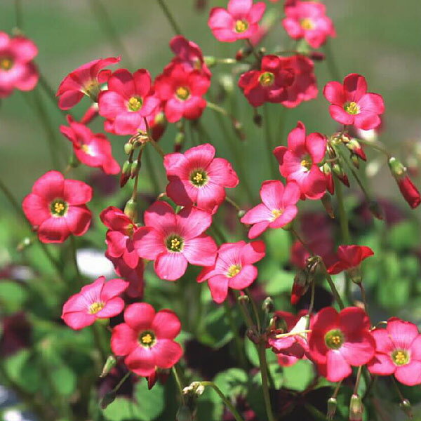 小型 毎年花が咲く球根植物 オキザリス球根/[26年4月上旬予約]デッペイアイアンクロス（四つ葉のクローバー）10球入りオキザリスはカタバミの仲間。この品種は葉の様子が四つ葉のクローバーにそっくりなので、「四つ葉のクローバー」、「ラッキーク...