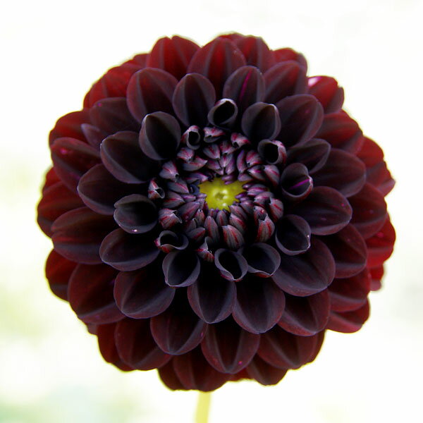 小型 ぽんぽん咲き 春植え球根 1球から30本前後の花が咲く！切花向き球根/[26年3月中下旬予約]ダリア：ブラッキー1球入り黒ダリアの代名詞「黒蝶」に比べると花は小輪ですが、1球から多くの切り花が取れ、一度は育ててみたい逸品です。ブラッキ...