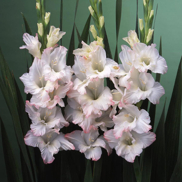 小型 春植え球根球根/[26年3月中下旬予約]グラジオラス：初夢 5球入り夏の花壇を華やかに彩ってくれるグラジオラス。原種の交配や品種改が重ねられ、多彩な色あわせでガーデンの奥行きを演出します。華やかな色の競演をお楽しみください。切花にもお...